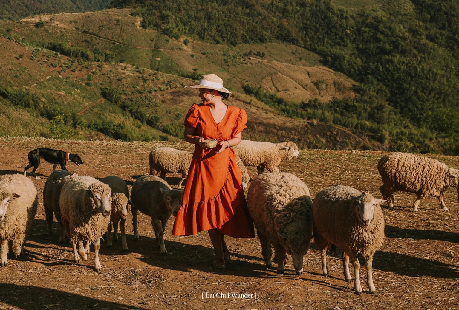 [รีวิว] Akha FarmVille ฟาร์มแกะ วิวพาโนราม่าสุดปัง บนดอยช้าง จ.เชียงราย ...