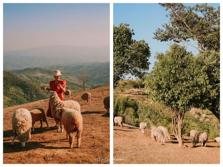 [รีวิว] Akha FarmVille ฟาร์มแกะ วิวพาโนราม่าสุดปัง บนดอยช้าง จ.เชียงราย ...