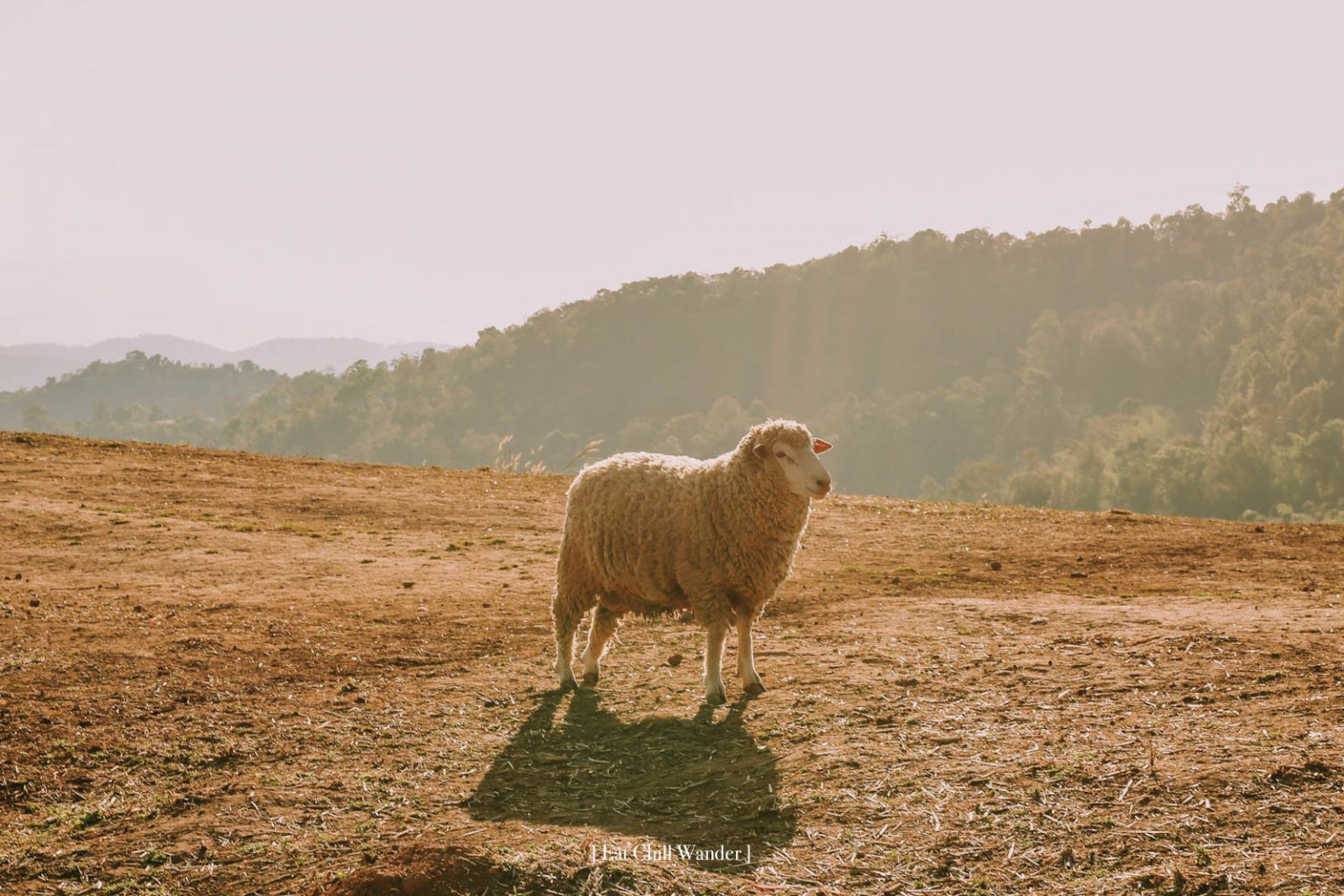 [รีวิว] Akha FarmVille ฟาร์มแกะ วิวพาโนราม่าสุดปัง บนดอยช้าง จ.เชียงราย ...