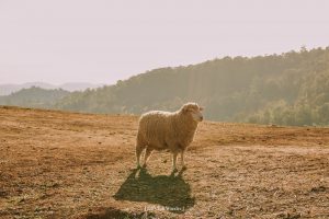 [รีวิว] Akha FarmVille ฟาร์มแกะ วิวพาโนราม่าสุดปัง บนดอยช้าง จ.เชียงราย ...