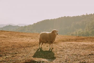 [รีวิว] Akha FarmVille ฟาร์มแกะ วิวพาโนราม่าสุดปัง บนดอยช้าง จ.เชียงราย ...